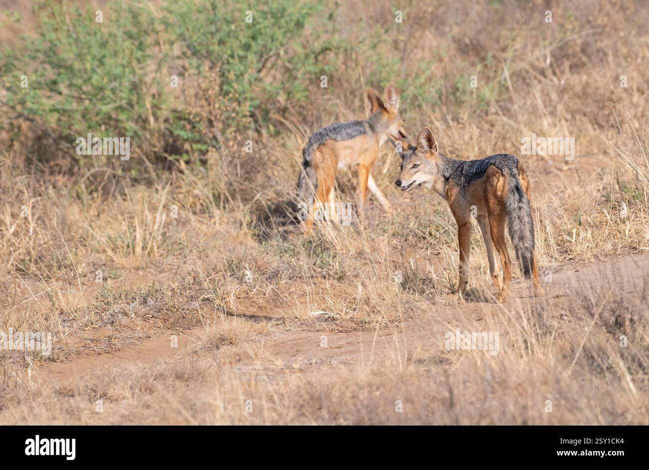 Black-backed jackal (Canis mesomelas), also known as the silver-backed jackal, pair Stock Photo ...