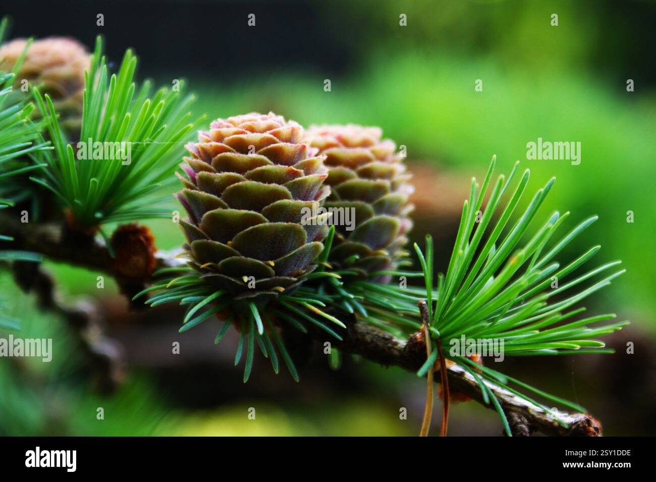 Pine branch cones close hi-res stock photography and images - Alamy