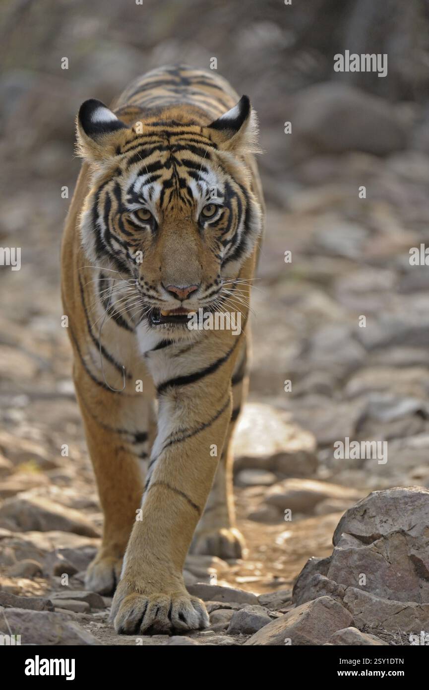 Tiger approach approaching hi-res stock photography and images - Alamy
