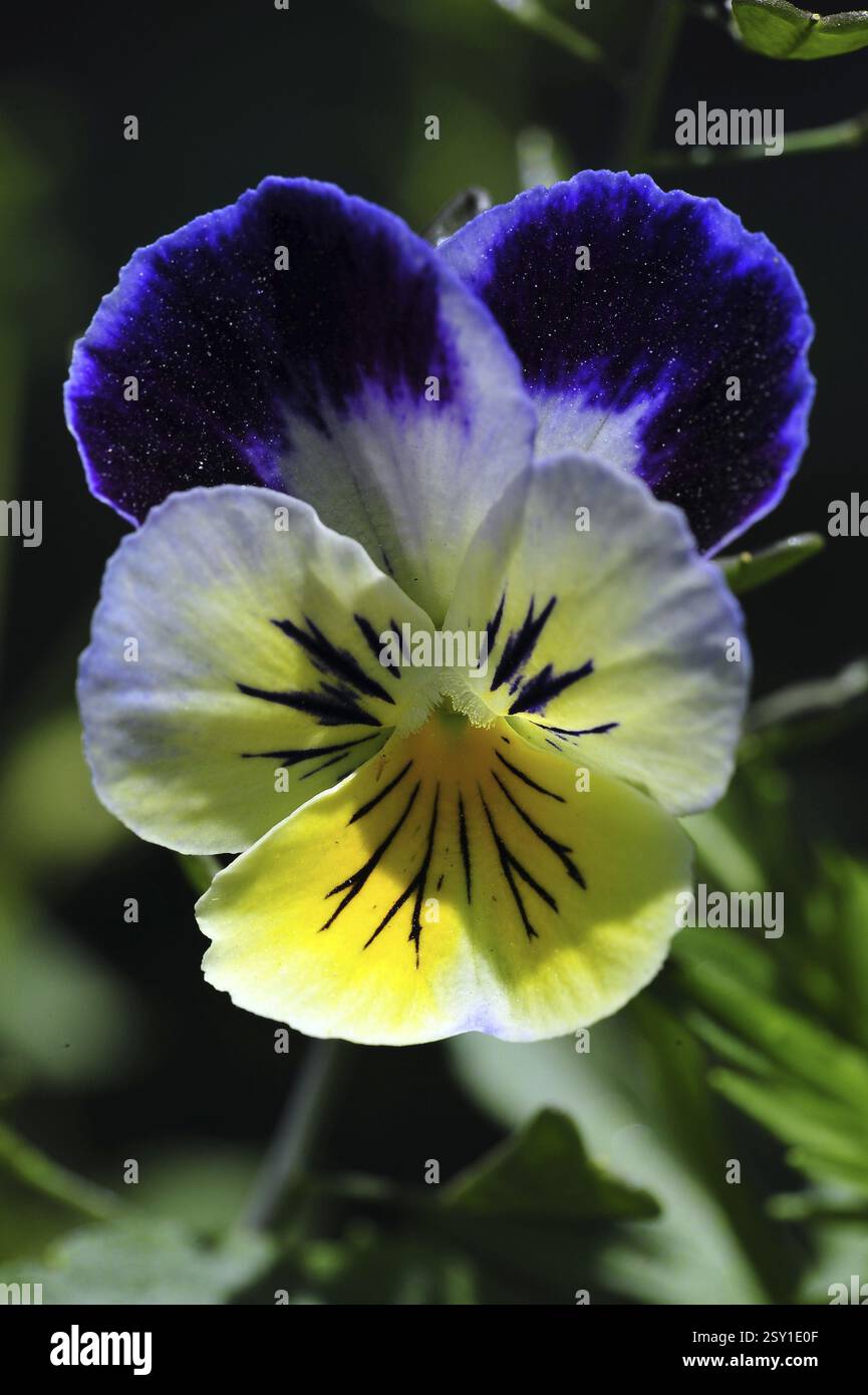 Viola spp flower hi-res stock photography and images - Alamy