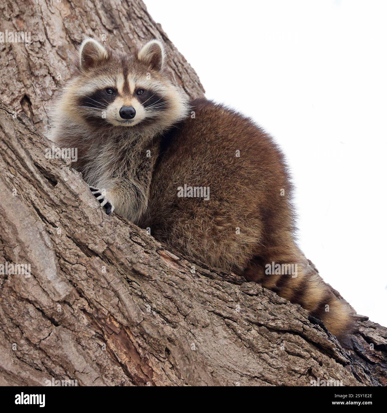 Raccoon portrait on the tree, Montreal, Canada Stock Photo - Alamy