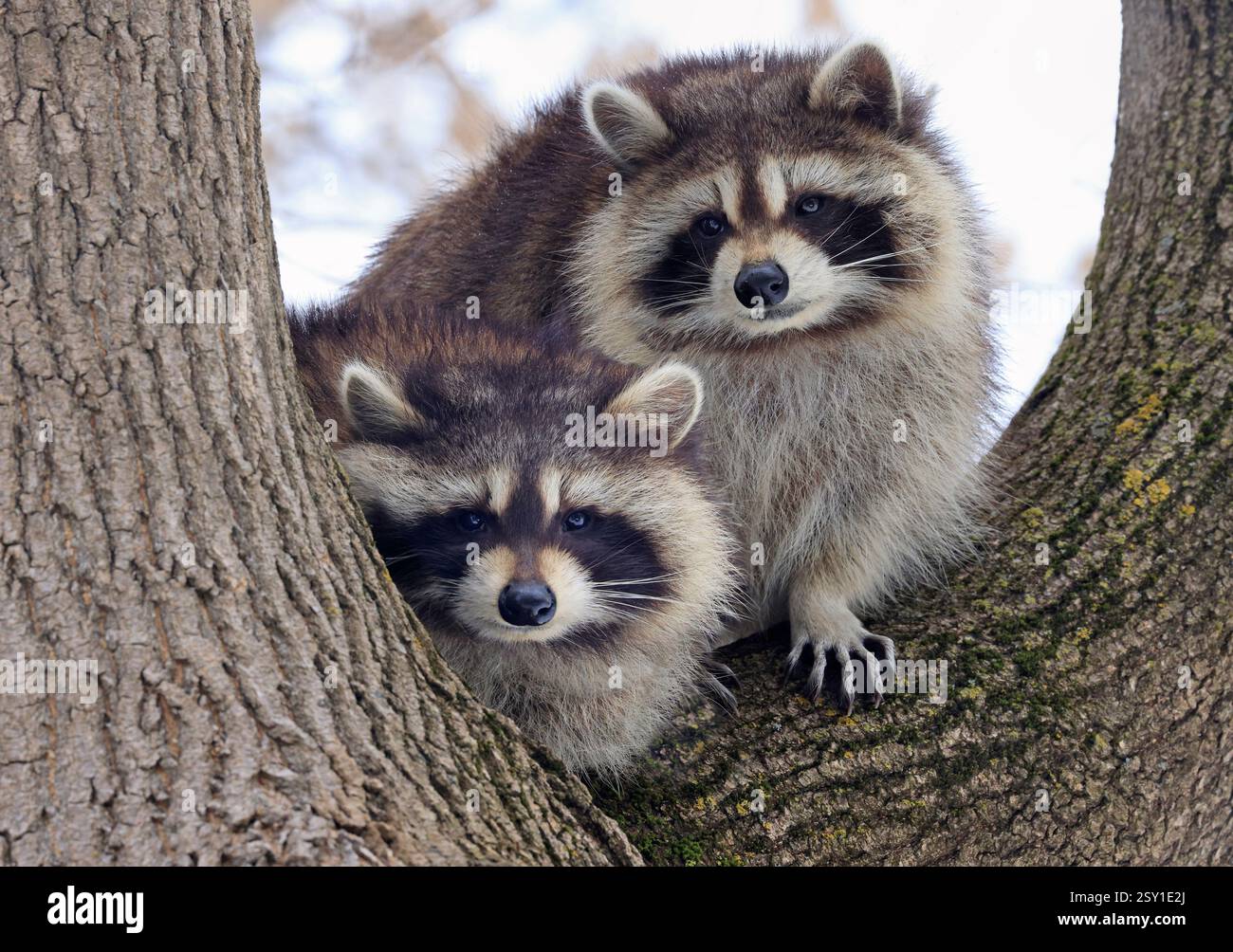 Funny raccoons on the tree, Montreal, Canada Stock Photo - Alamy