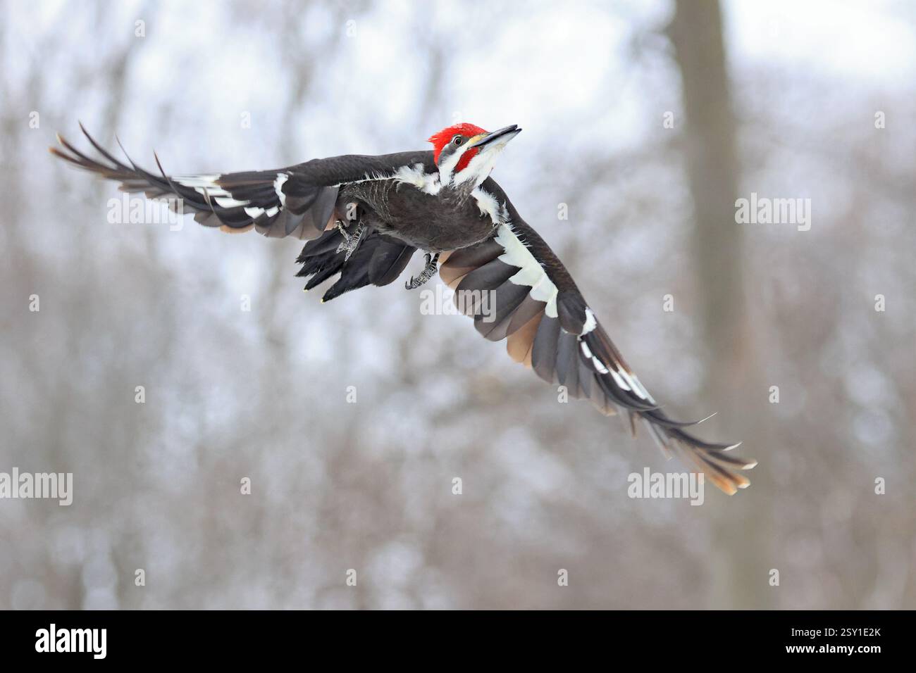 Pileated woodpecker flying in the forest, Montreal, Canada Stock Photo ...