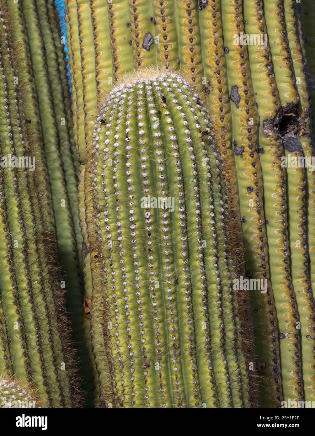 Iconic Saguaro Cactus Shines at Picacho Peak Park Near Phoenix, Arizona ...