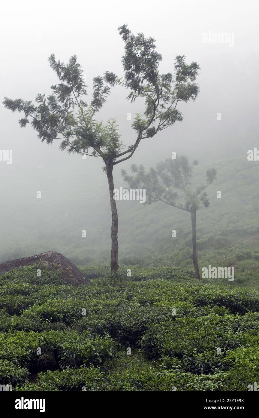Tea Garden in fog with two small delicate trees making the landscape ...