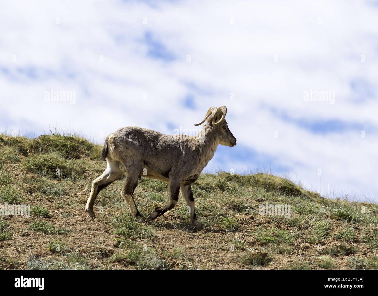 Bharal blue sheep at Himachal Pradesh India Stock Photo - Alamy