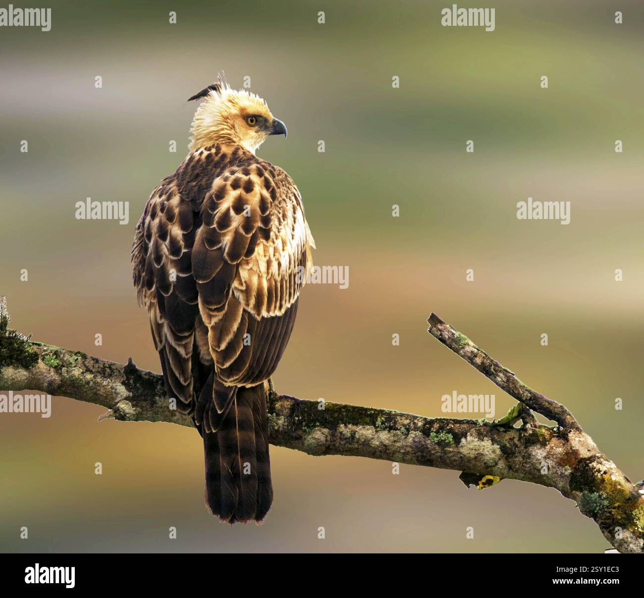 Changeable hawk eagle, naagarhole national park, karnataka, india, asia ...