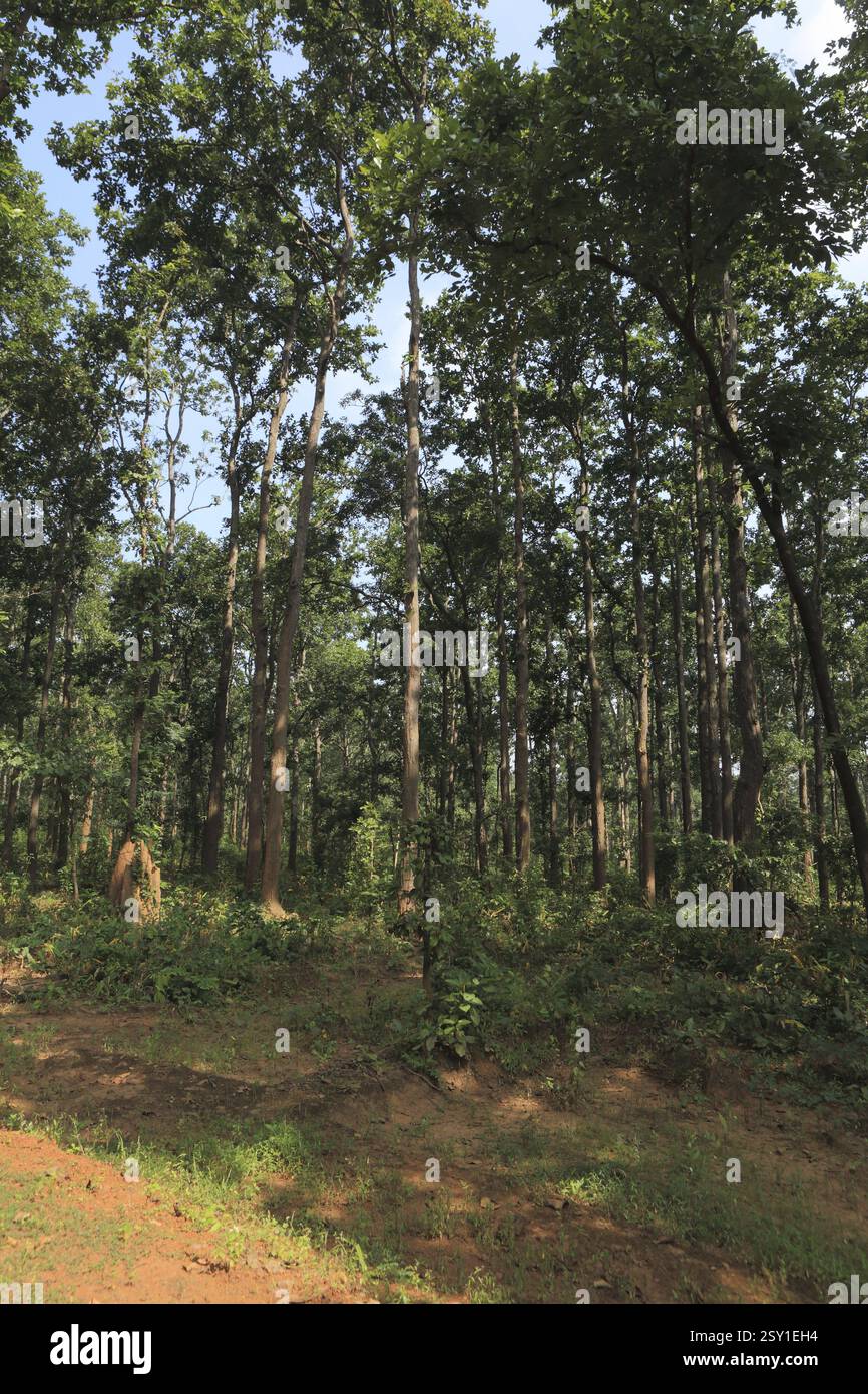 Dense forest, bastar, chhattisgarh, india, asia Stock Photo - Alamy