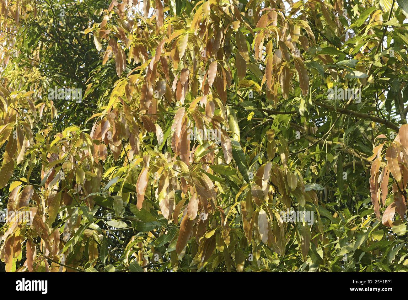 Mangifera indica tree, trivandrum, kerala, india, asia Stock Photo - Alamy