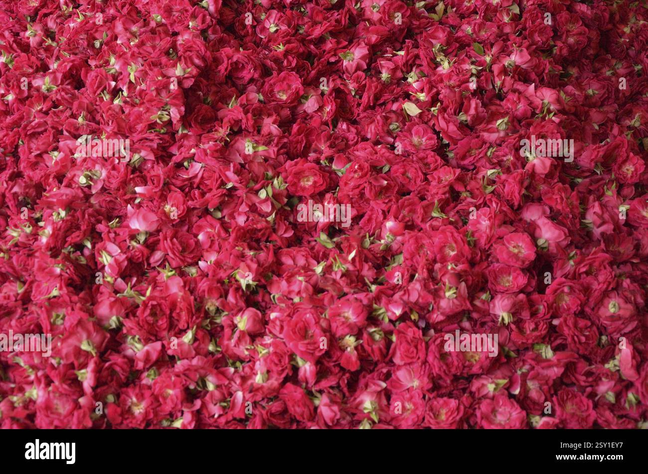 Pile of red roses in Jodhpur Rajasthan India Asia Stock Photo - Alamy
