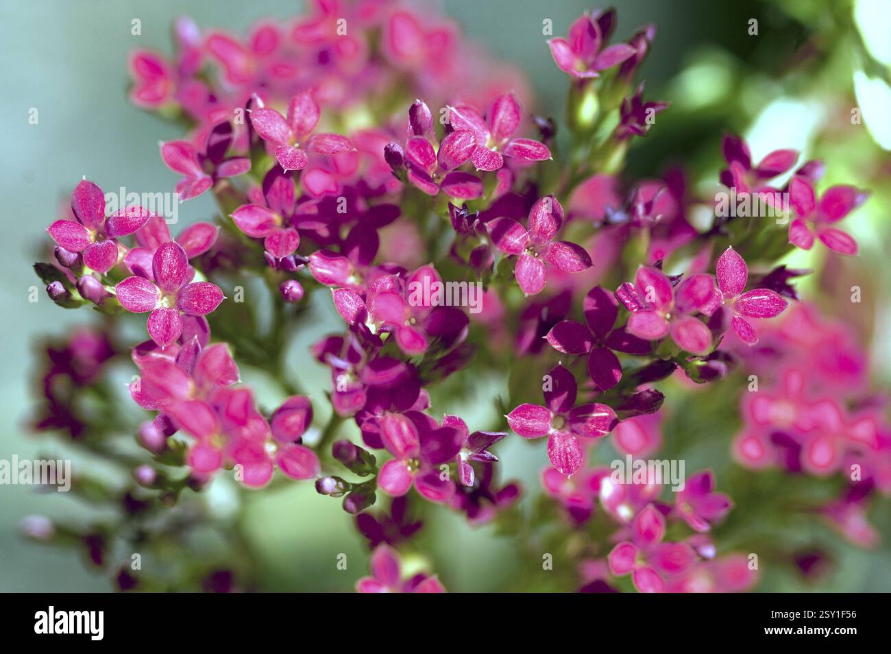 Kalanchoes tropical plant Maharashtra India Asia Stock Photo - Alamy