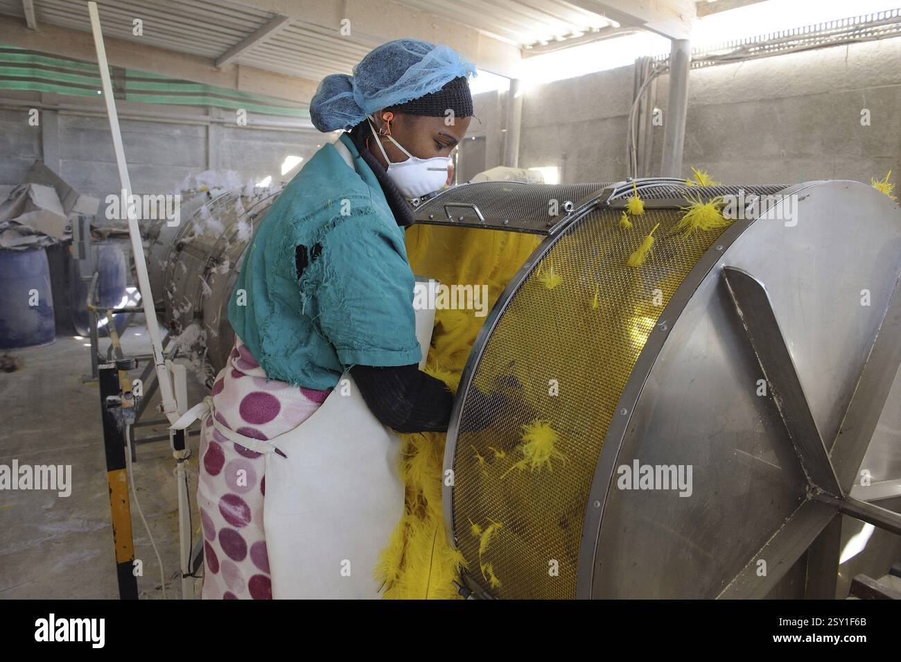 Woman drying feather in Ostrich feather factory south africa Stock ...