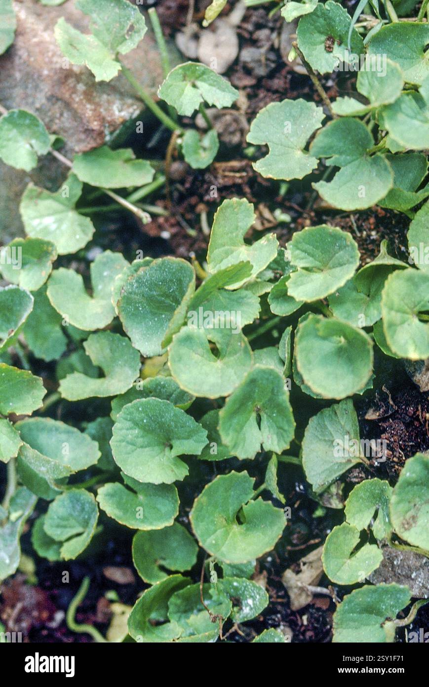 Pennywort india hi-res stock photography and images - Alamy