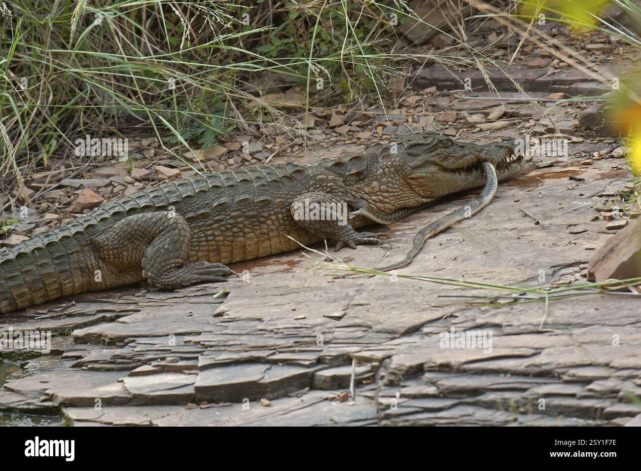 Indian Marsh Crocodile trying to kill and Checkered Keelback snake in ...