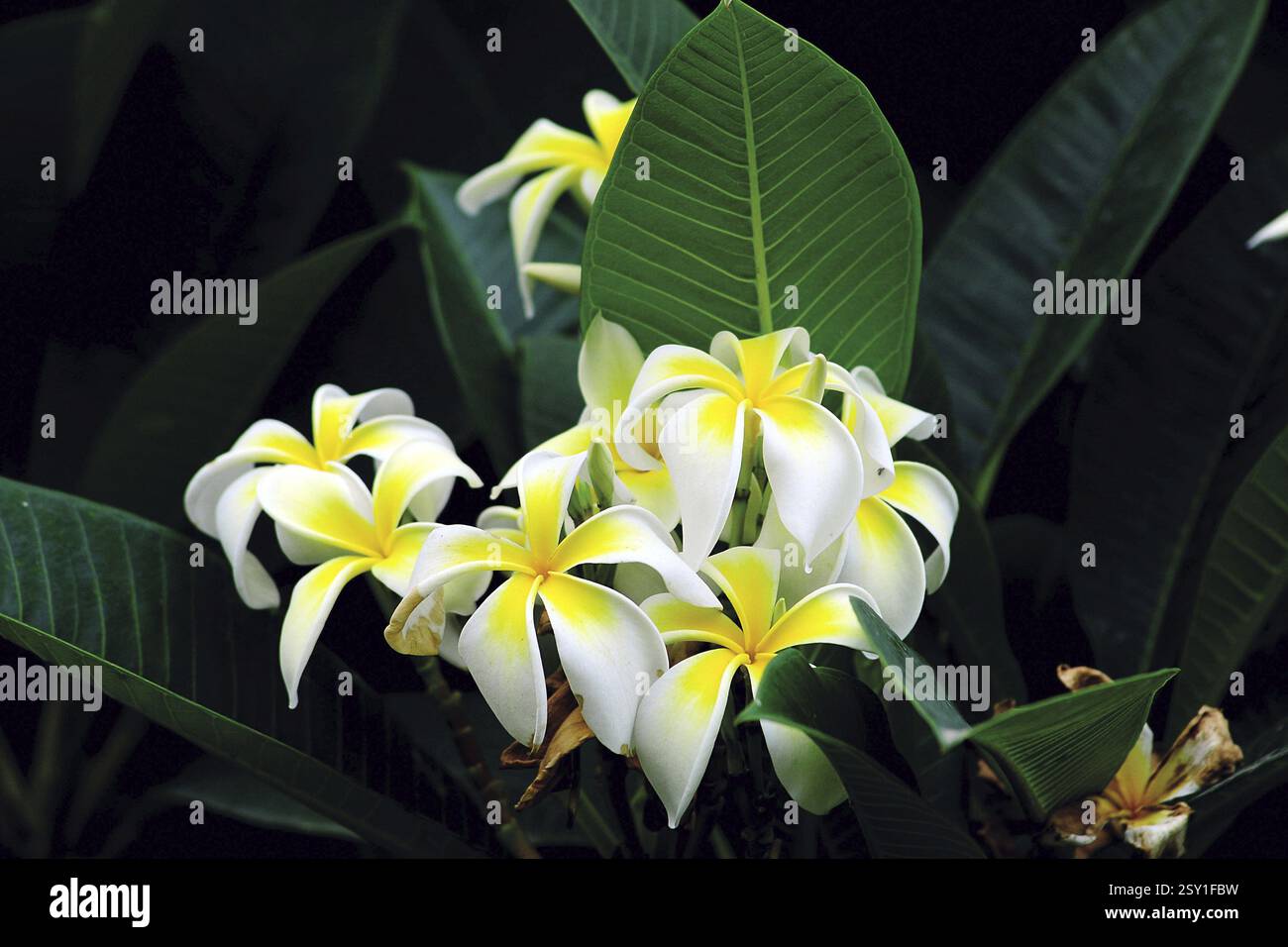 Frangipani flower tree, india, asia Stock Photo - Alamy