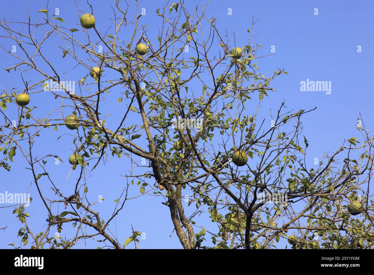 Bael aegle marmelos leaves known bilipatra Stock Photo - Alamy
