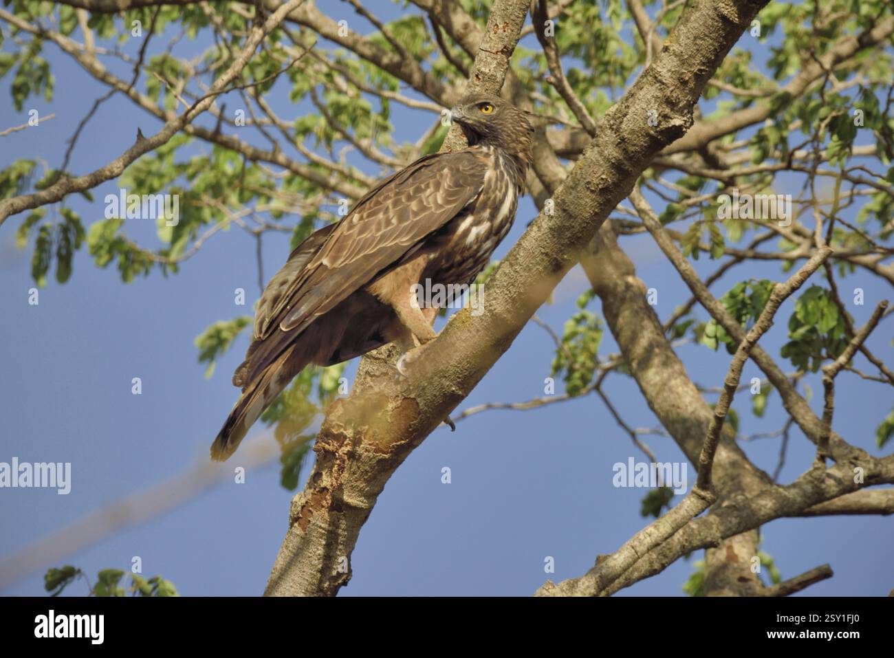Eagle, gir national park, Gujarat, india, asia Stock Photo - Alamy