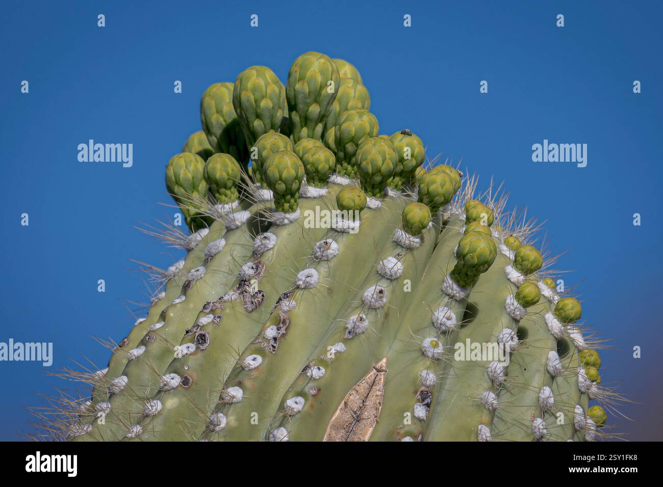 Iconic Saguaro Cactus Shines at Picacho Peak Park Near Phoenix, Arizona ...