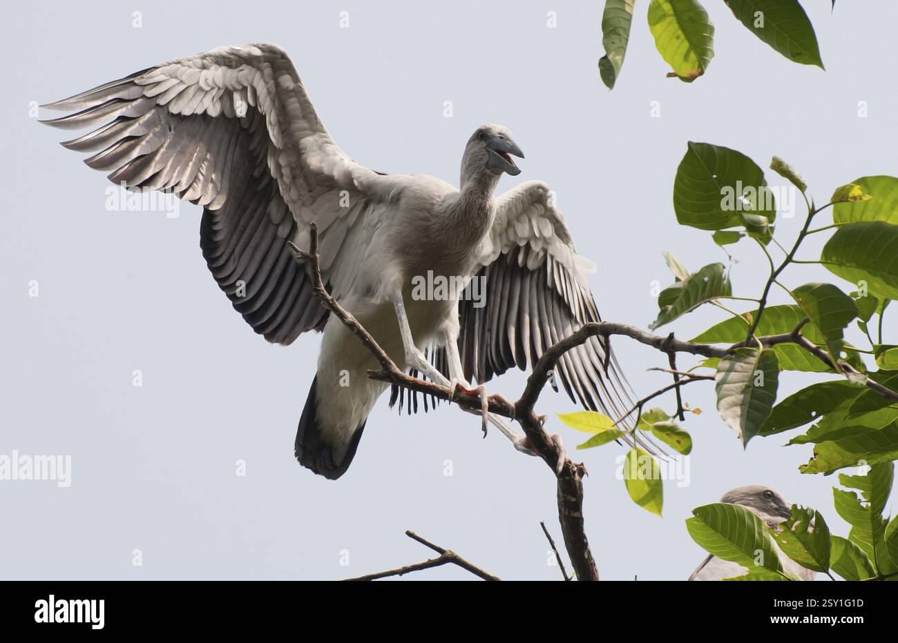 Open bill Stork Kolkata West Bengal India Asia Stock Photo - Alamy