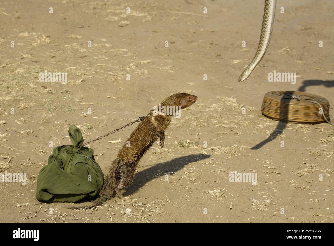 Mongoose trying to catch the snake in roadshow Stock Photo - Alamy