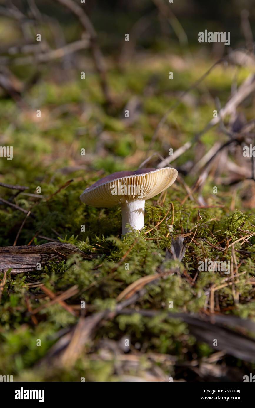 a forest in which different types of mushrooms grow, sunny autumn ...