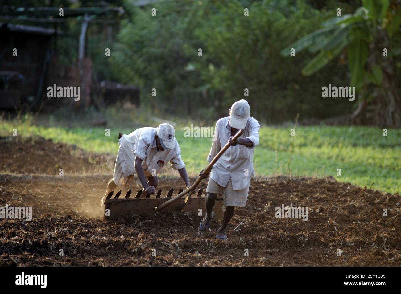 Farm Labourer in Field Konkan Maharashtra India MR#556 Stock Photo - Alamy