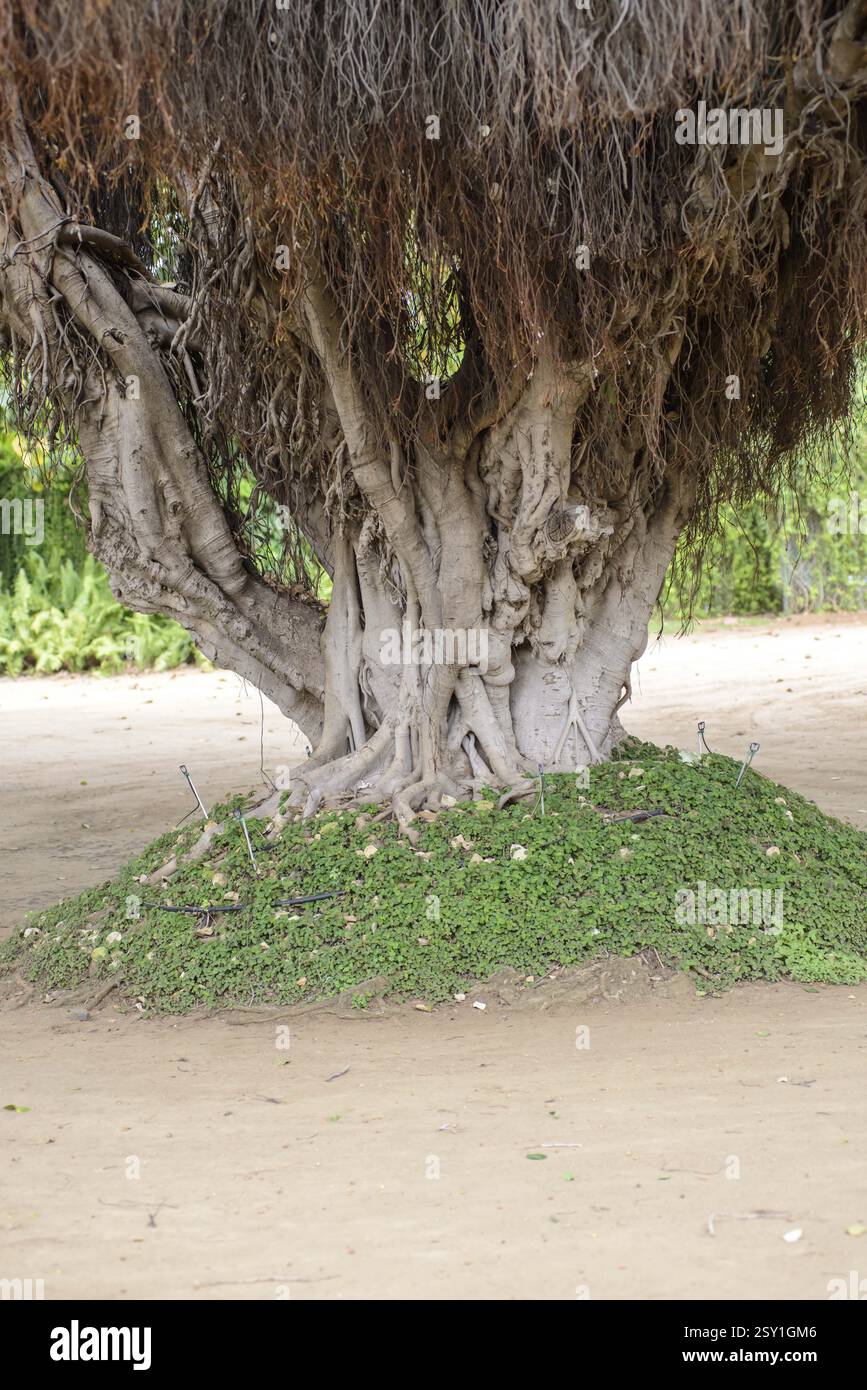Banyan tree of india hi-res stock photography and images - Alamy