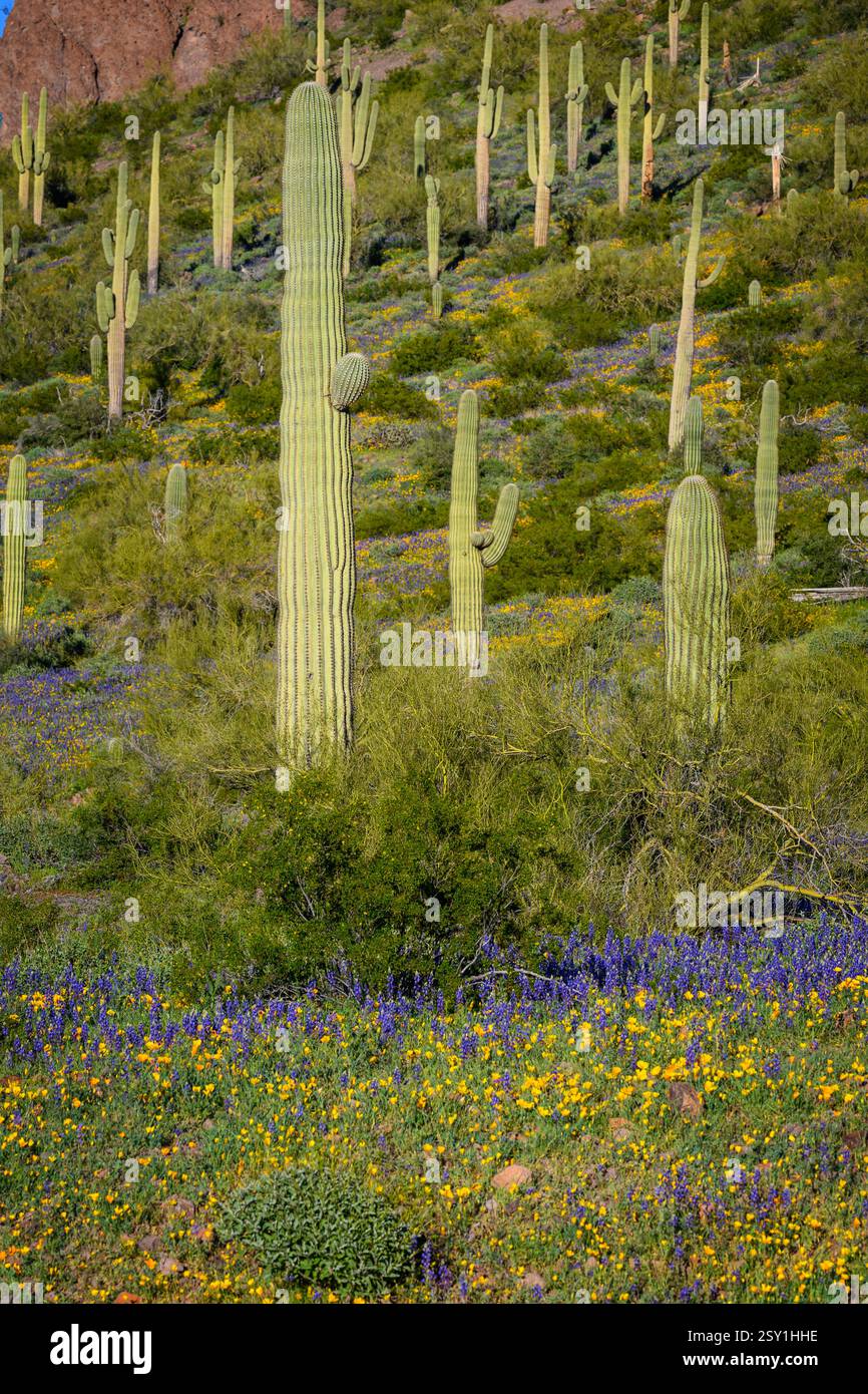 Iconic Saguaro Cactus Shines at Picacho Peak Park Near Phoenix, Arizona ...