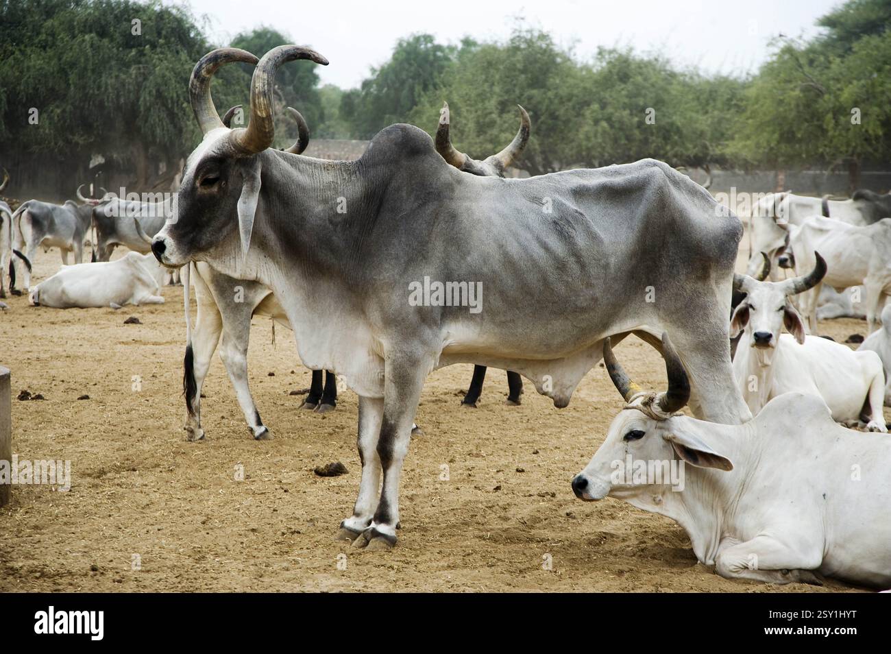 Cow protection goshala pathmeda godham, sanchore, rajasthan, india ...