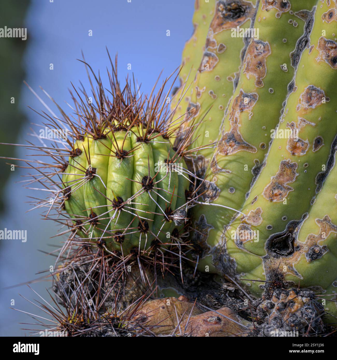 Iconic Saguaro Cactus Shines at Picacho Peak Park Near Phoenix, Arizona ...