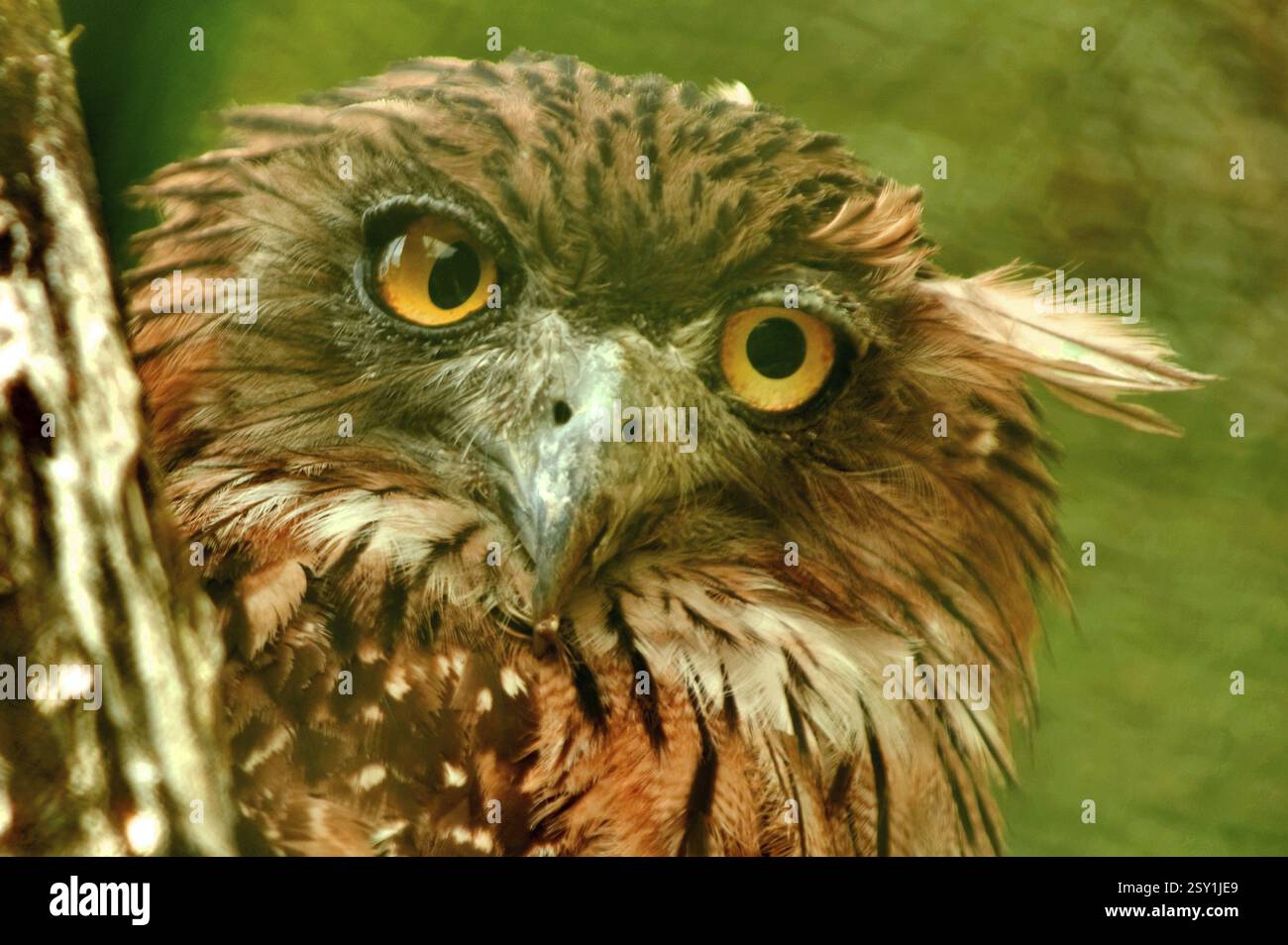 Owl Meghalaya India Asia Stock Photo - Alamy