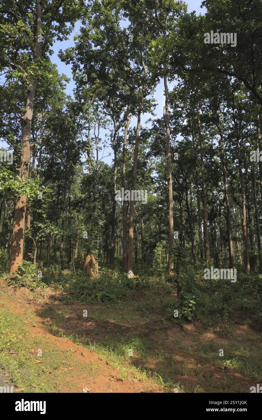 Dense forest, bastar, chhattisgarh, india, asia Stock Photo - Alamy
