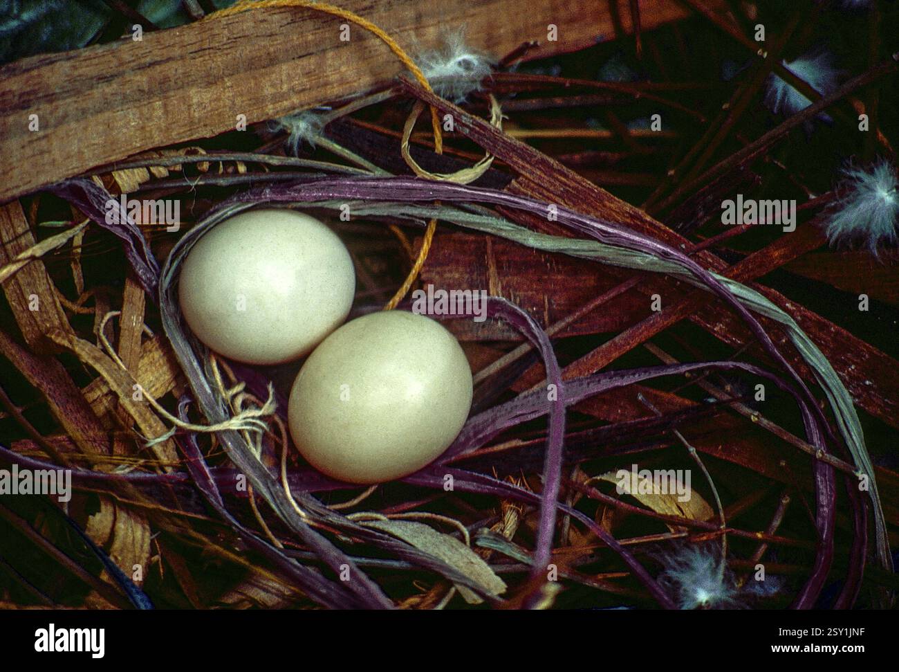 Pigeons eggs in nest, India, Asia Stock Photo - Alamy