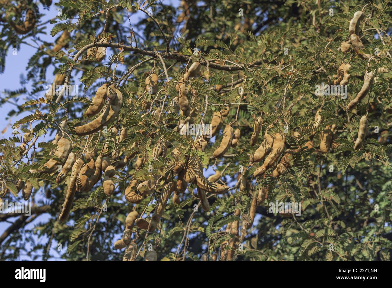 Tamarind tree hi-res stock photography and images - Alamy