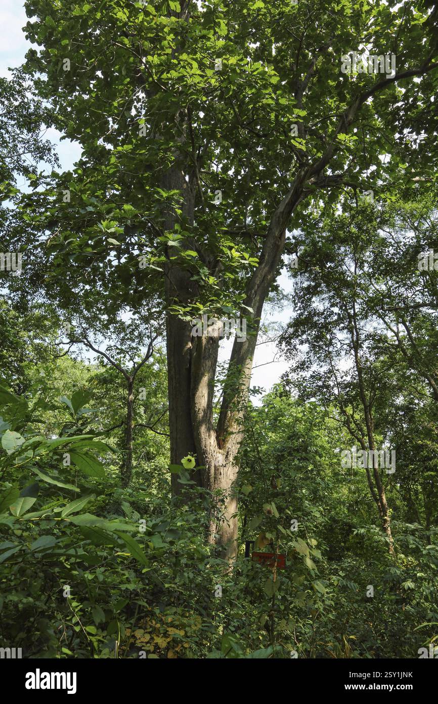 Tree farming in india hi-res stock photography and images - Alamy