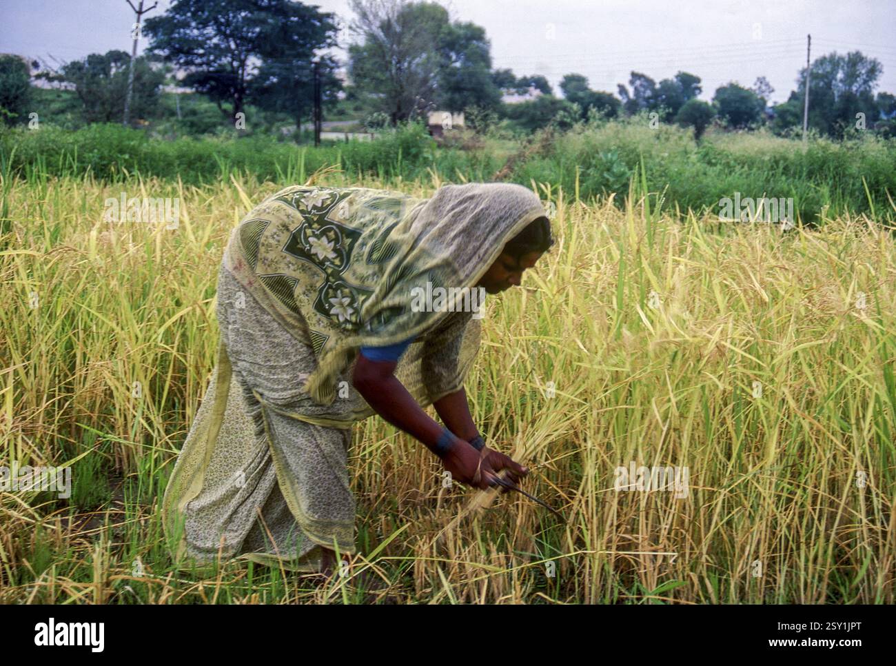 Woman cutting crop rice in field, maharashtra, India, Asia Stock Photo ...