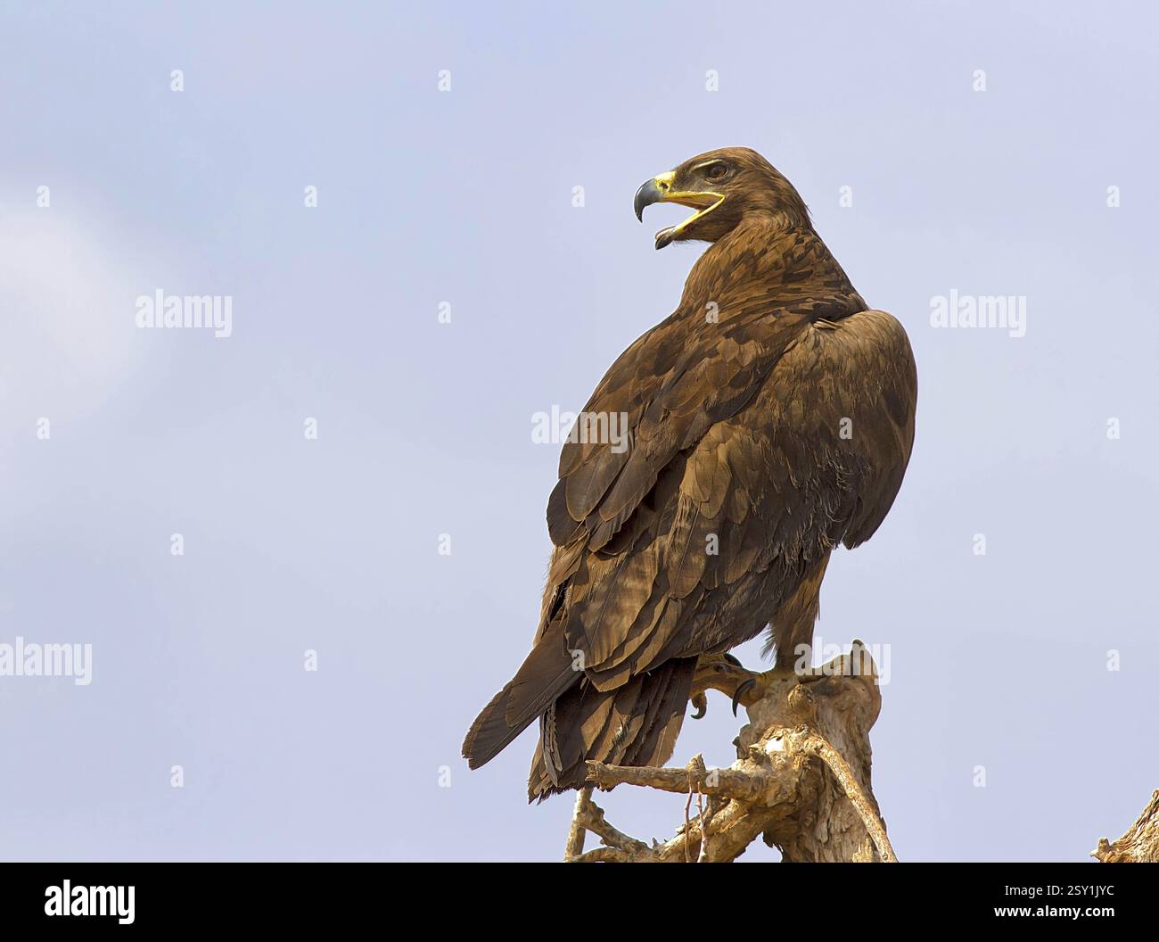 Steppe eagle, bikaner, rajasthan, india, asia Stock Photo - Alamy