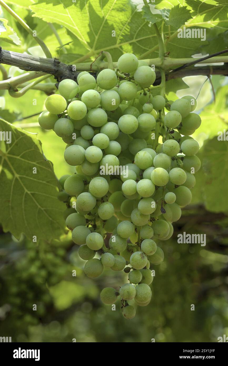 Grapes, theni, tamilnadu, india, asia Stock Photo - Alamy