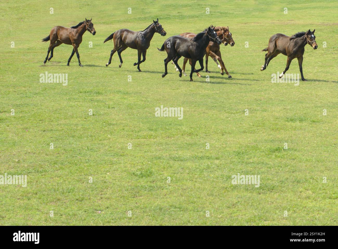 Poonawalla stud farm, pune, maharashtra, india, asia Stock Photo - Alamy