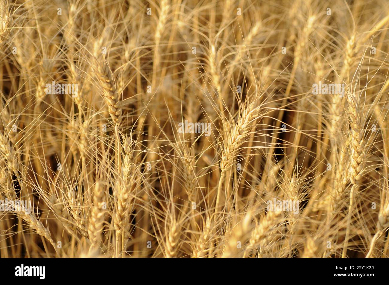 Wheatfield, pune, maharashtra, india, asia Stock Photo - Alamy