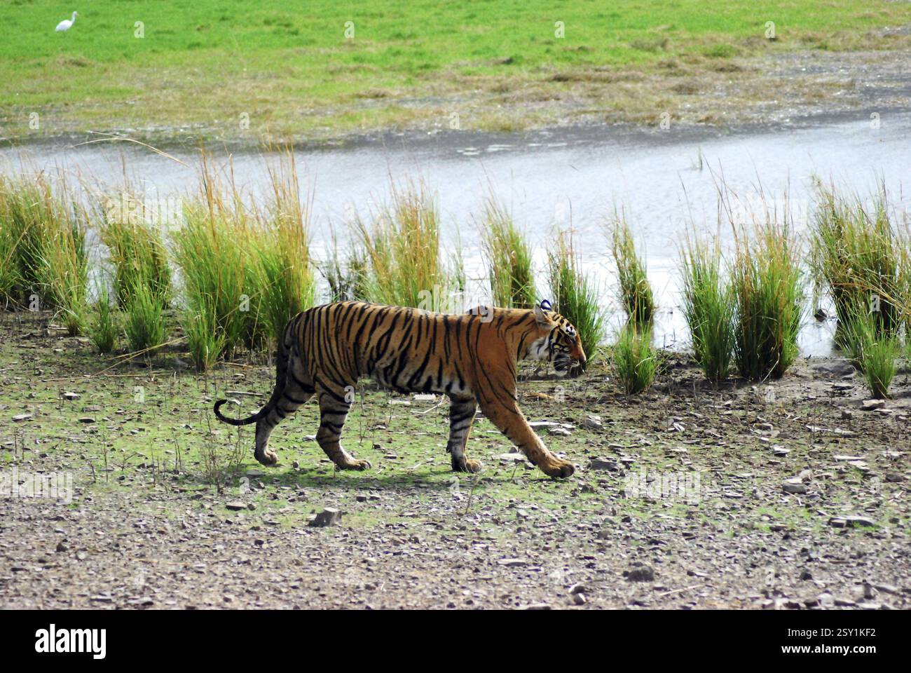 Tiger, bandipur national park, Karnataka, india, asia Stock Photo - Alamy