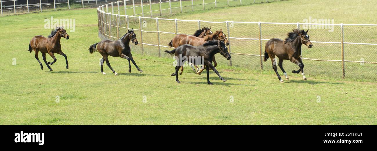 Poonawalla stud farm, pune, maharashtra, india, asia Stock Photo - Alamy
