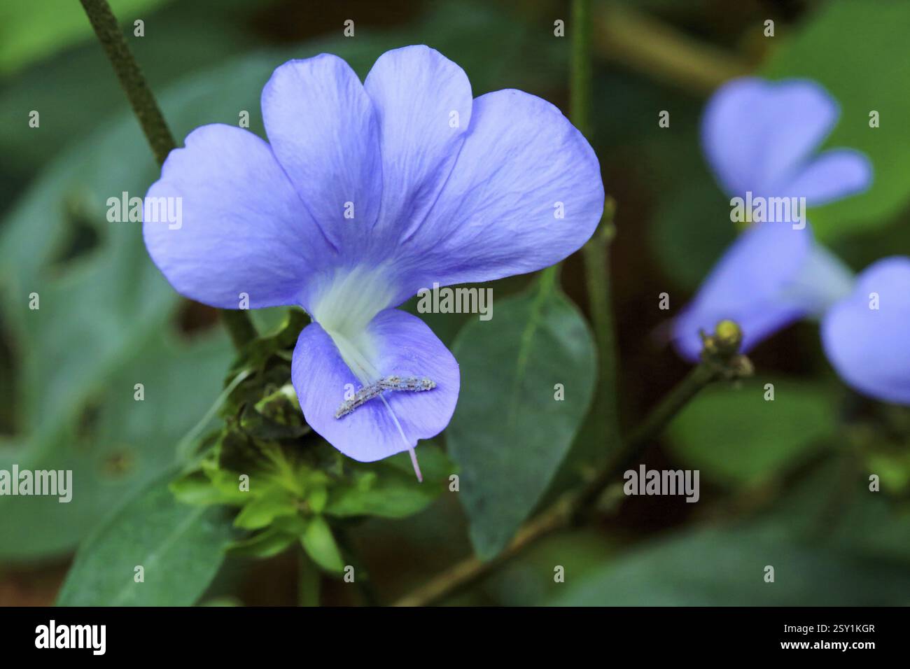 Blue orchid flower, bastar, chhattisgarh, india, asia Stock Photo - Alamy