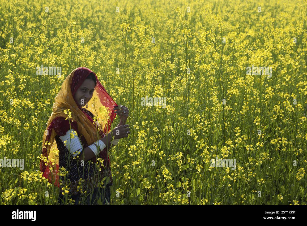Rajasthani village woman giving pose in mustard field Jodhpur Rajasthan ...
