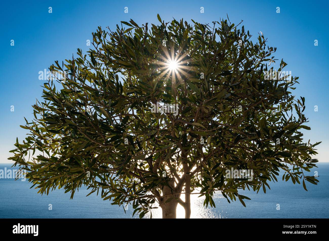 Sun rays passing through the leaves of a small tree, with the ocean in ...
