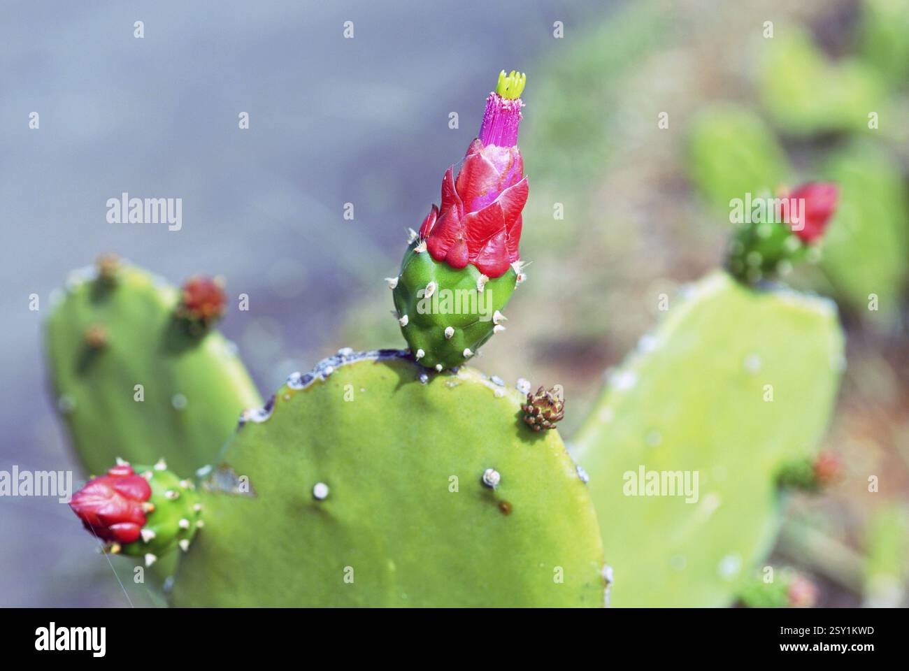 Blooming cactus flower, Bombay, Mumbai, Maharashtra, India, Asia Stock ...