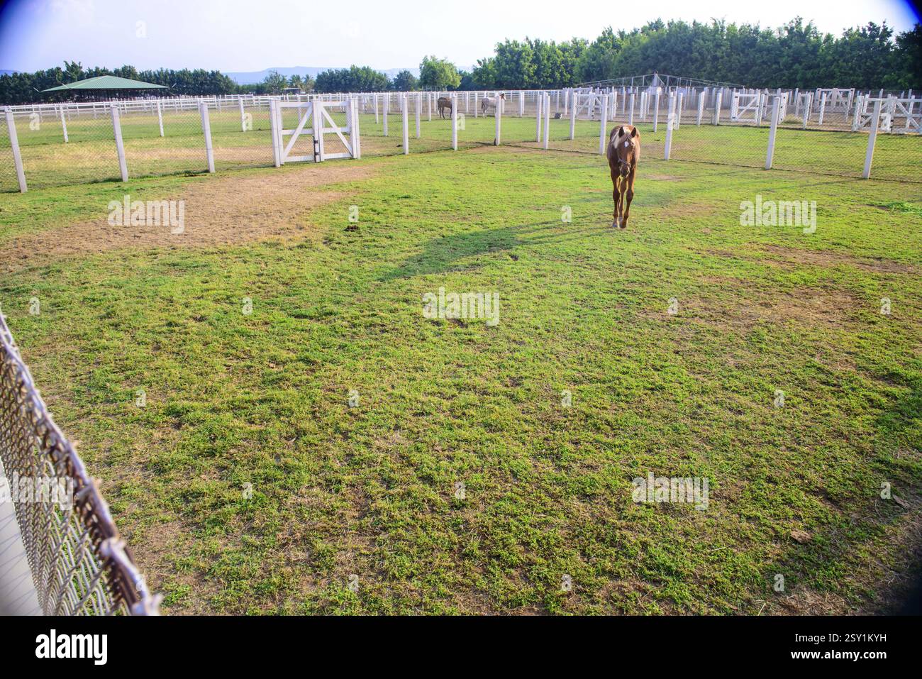 Poonawalla stud farm, pune, maharashtra, india, asia Stock Photo - Alamy