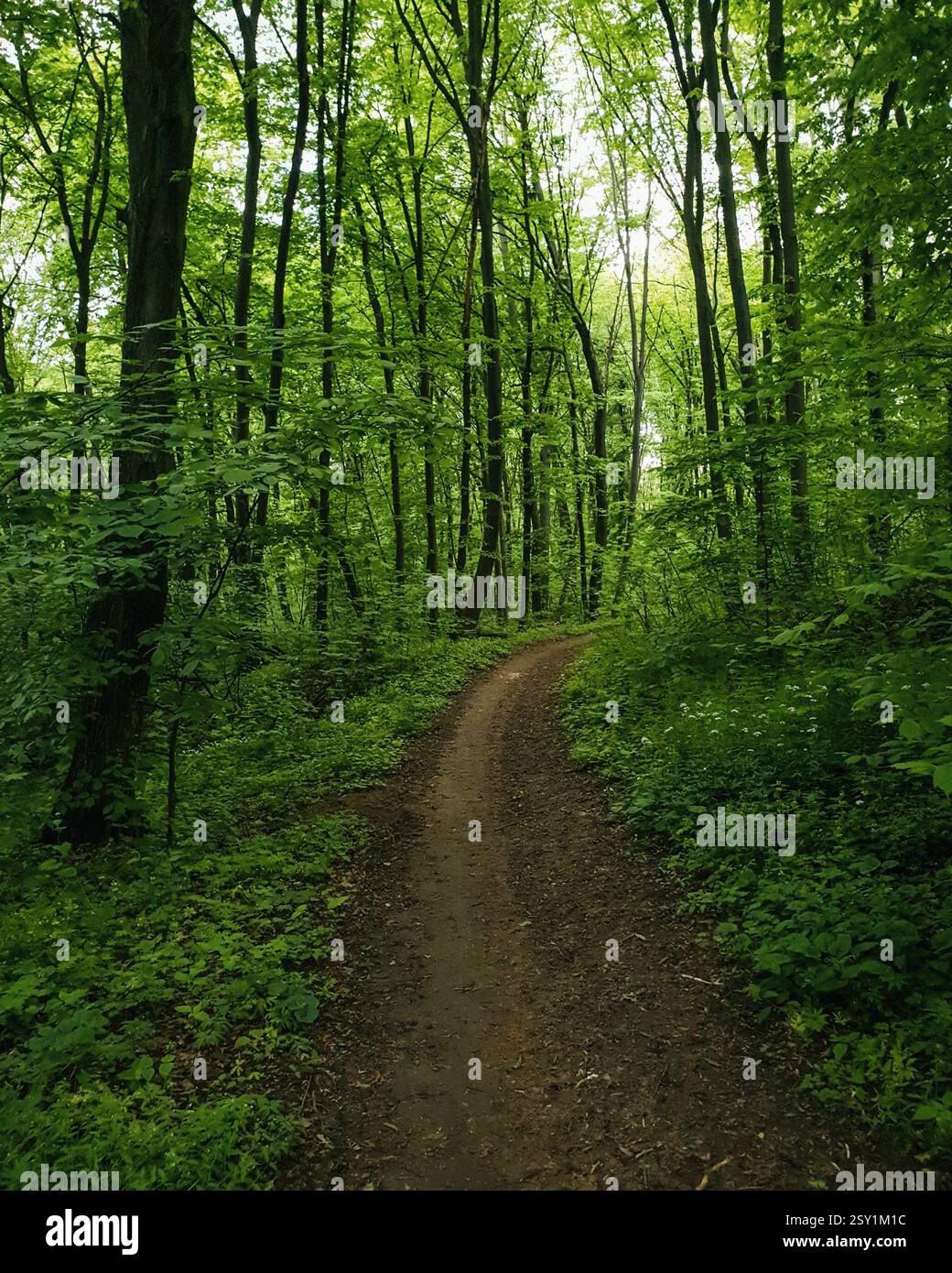 Curvy path in green spring forest. Footpath turning right in dark woods ...