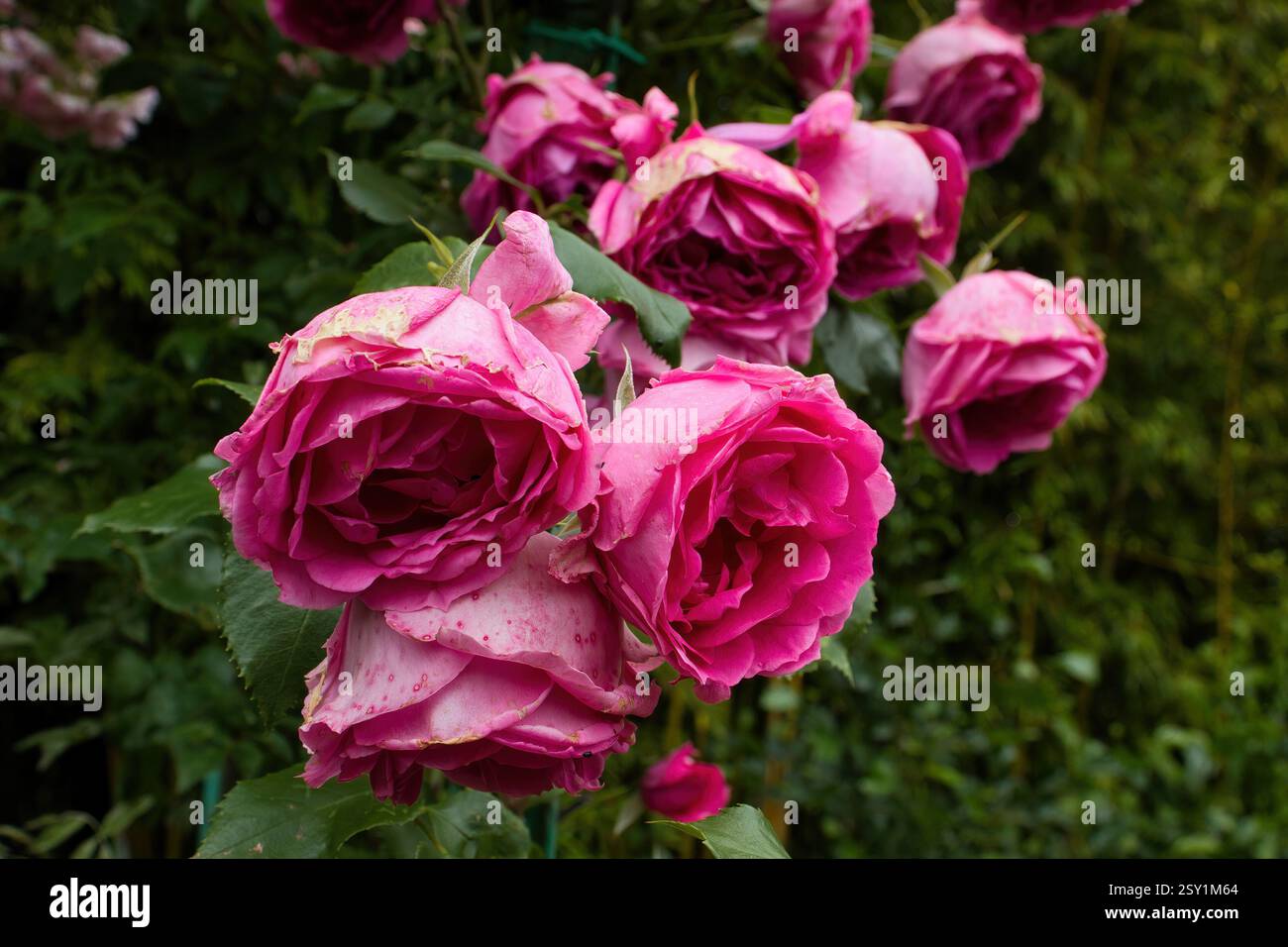 Pink roses growing in Monet's garden on a summer day in Giverny, France ...