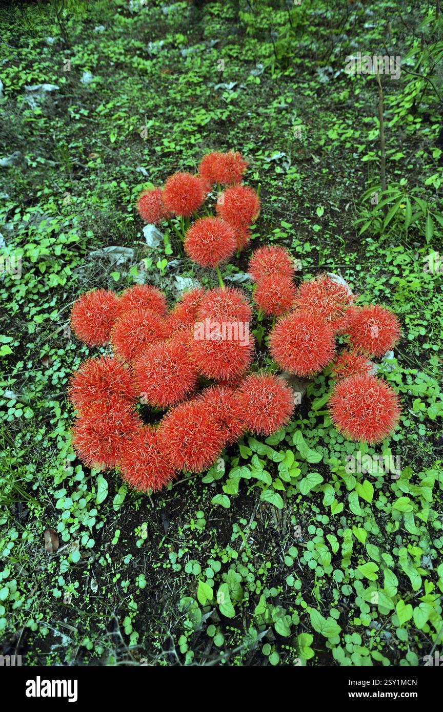 Fireball flower in belgaum at karnataka India Asia Stock Photo - Alamy